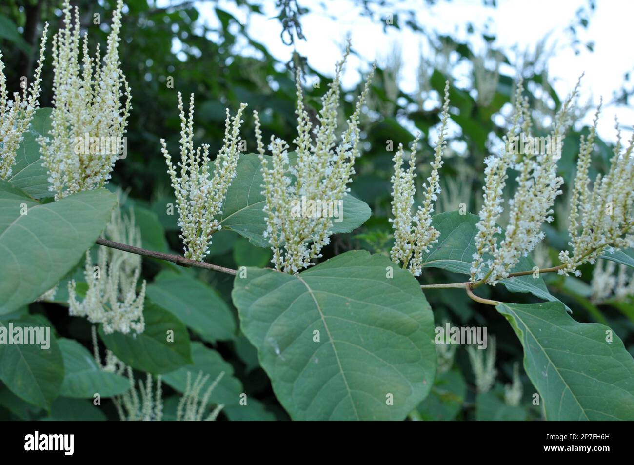 In summer, the perennial plant Reynoutria grows in nature Stock Photo ...
