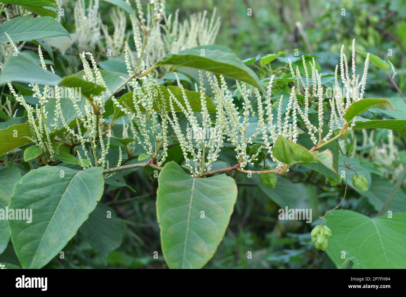 In summer, the perennial plant Reynoutria grows in nature Stock Photo ...