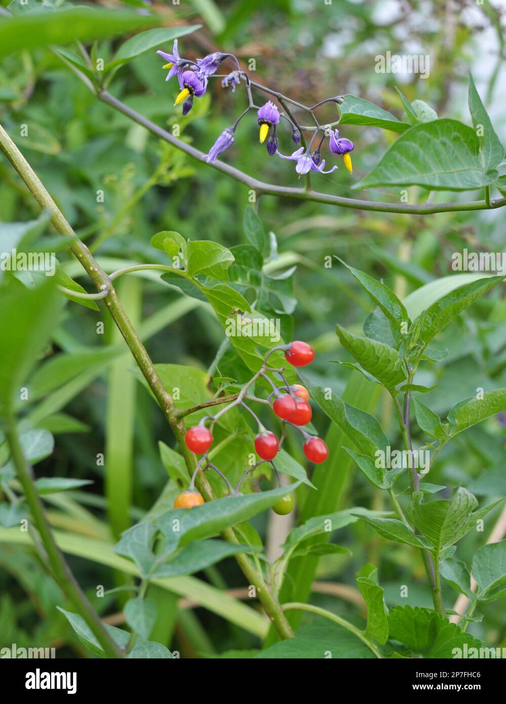 Solanum bitter (Solanum dulcamara) grows in the wild Stock Photo - Alamy