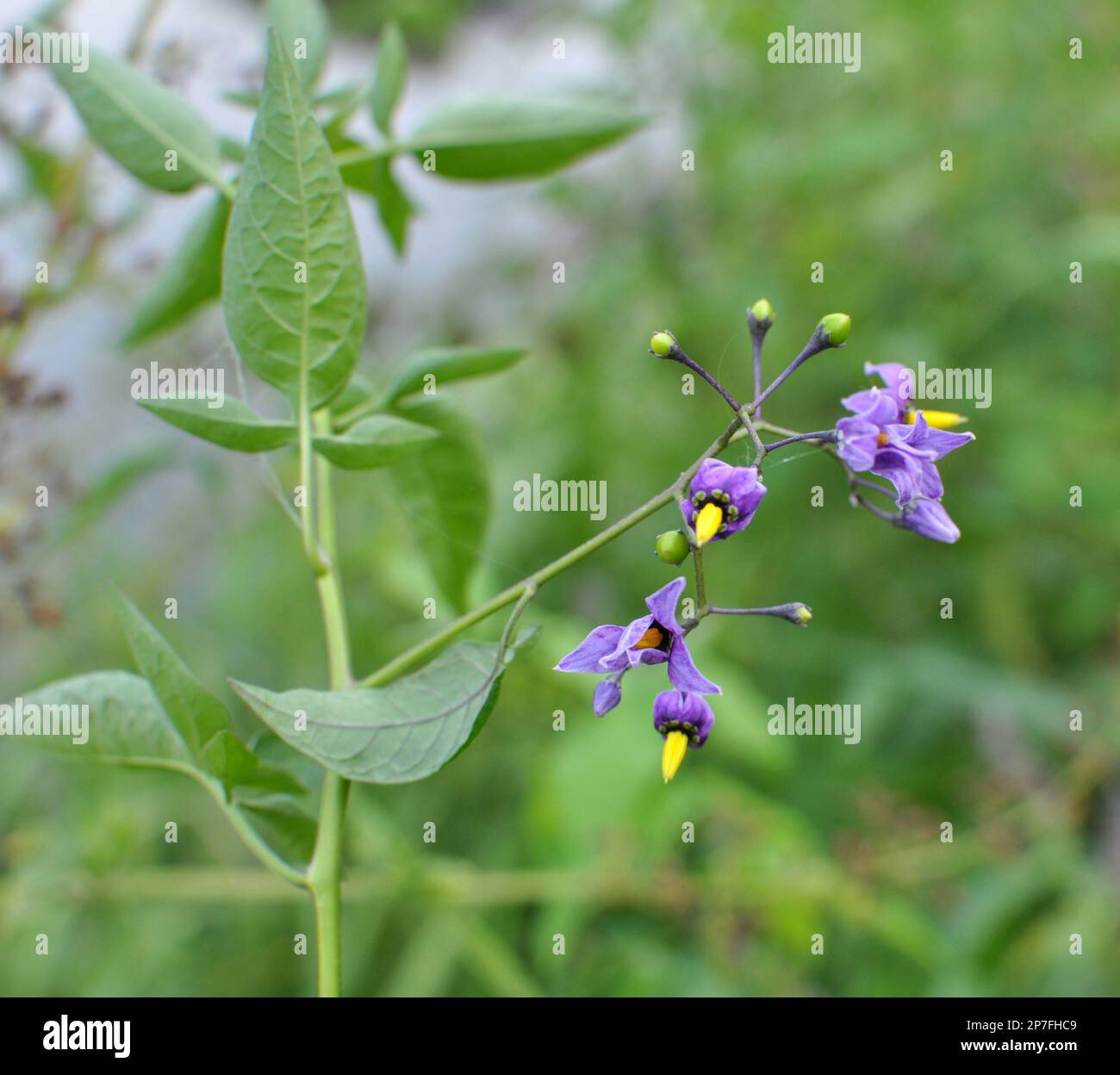 Solanum bitter (Solanum dulcamara) grows in the wild Stock Photo - Alamy