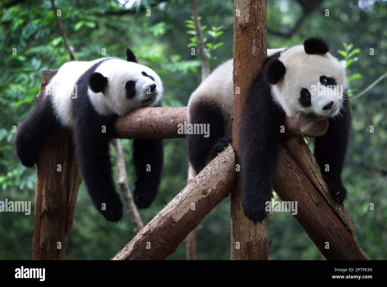 In this photo taken on Thursday, June 24, 2010, Sichuan Pandas rest on ...