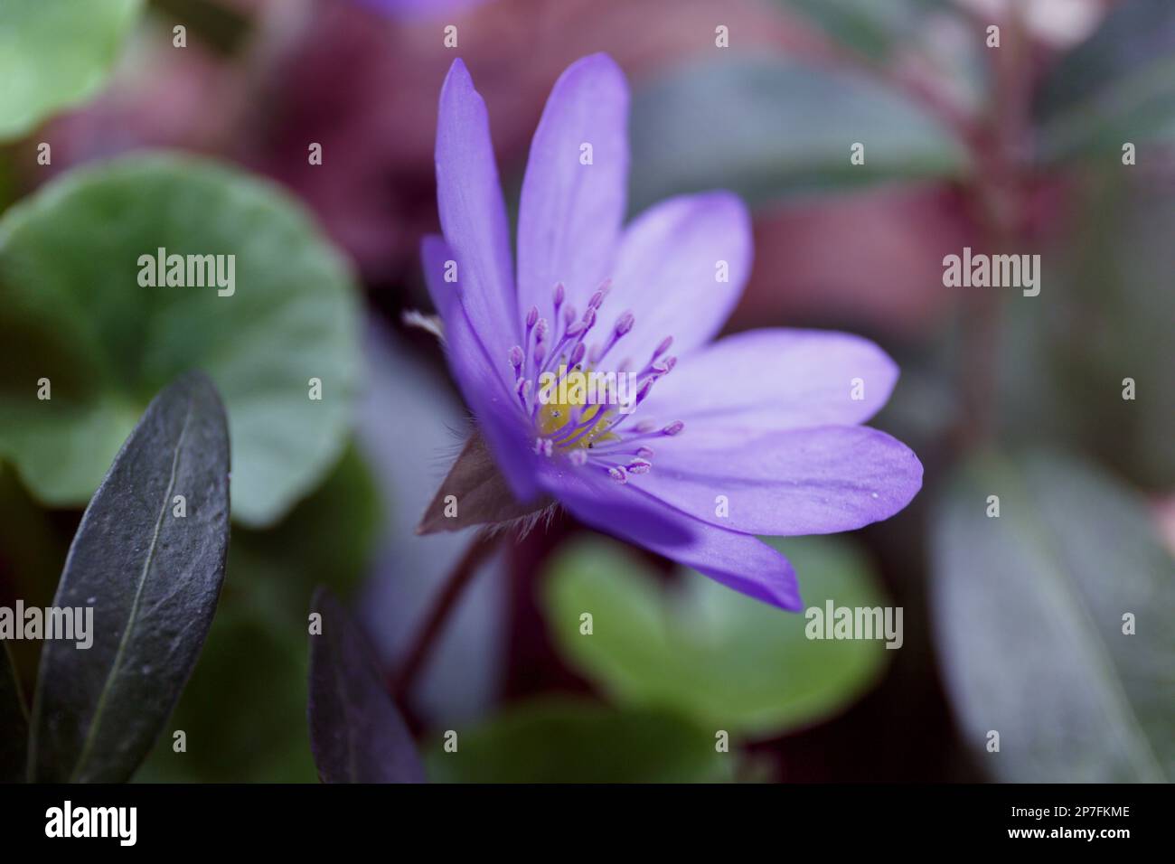 Hepatica nobilis. Blue liverwort. Flower close-up in the forest. the ...
