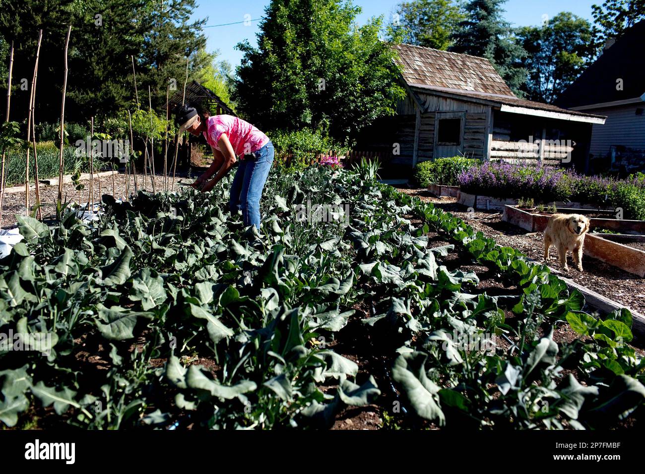 Michelle Roberts tends to her cabbage on their family farm, Roberts ...