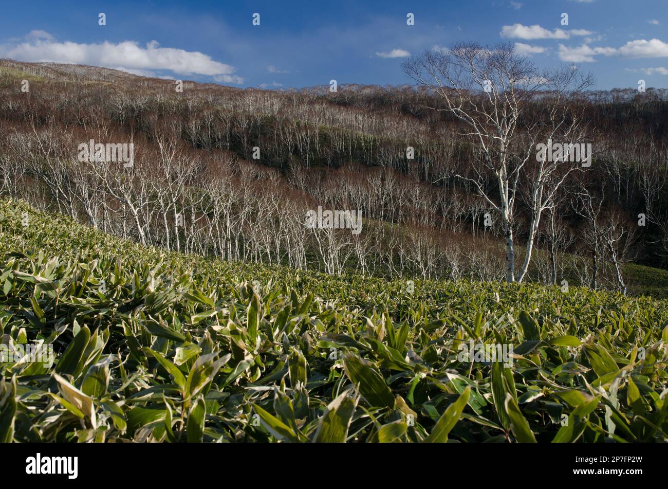 Landscape in Akan Mashu National Park. Hokkaido. Japan Stock Photo - Alamy