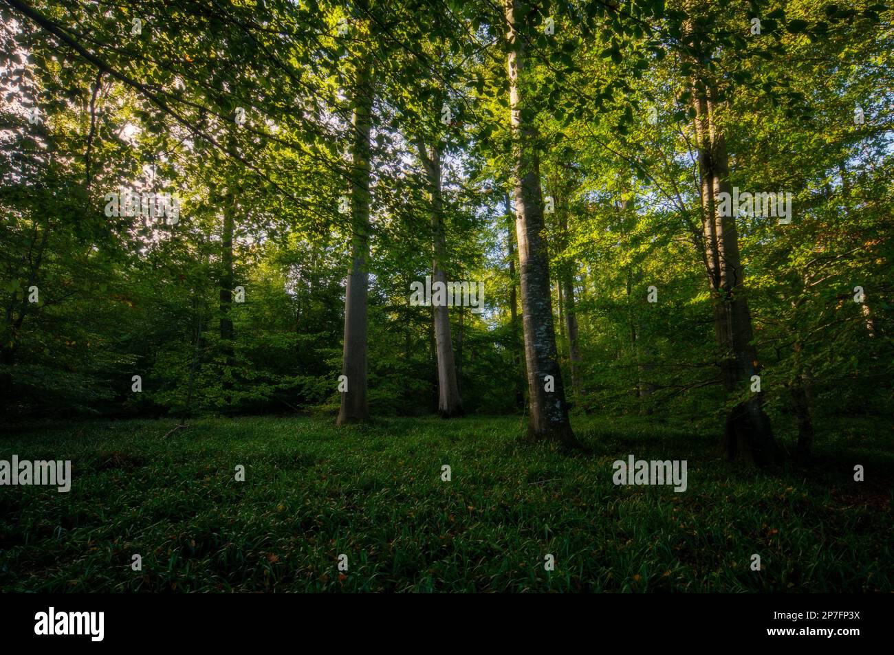 A lush, green forest with tall, majestic trees, an abundance of grass ...