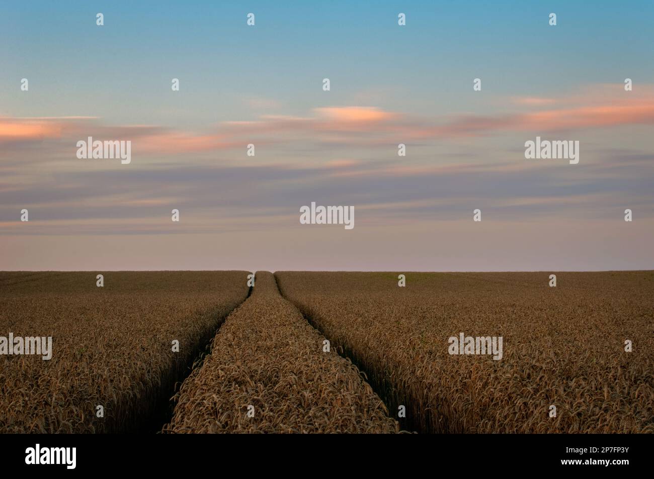 A picturesque rural roadway winds its way through a sun-kissed wheat ...
