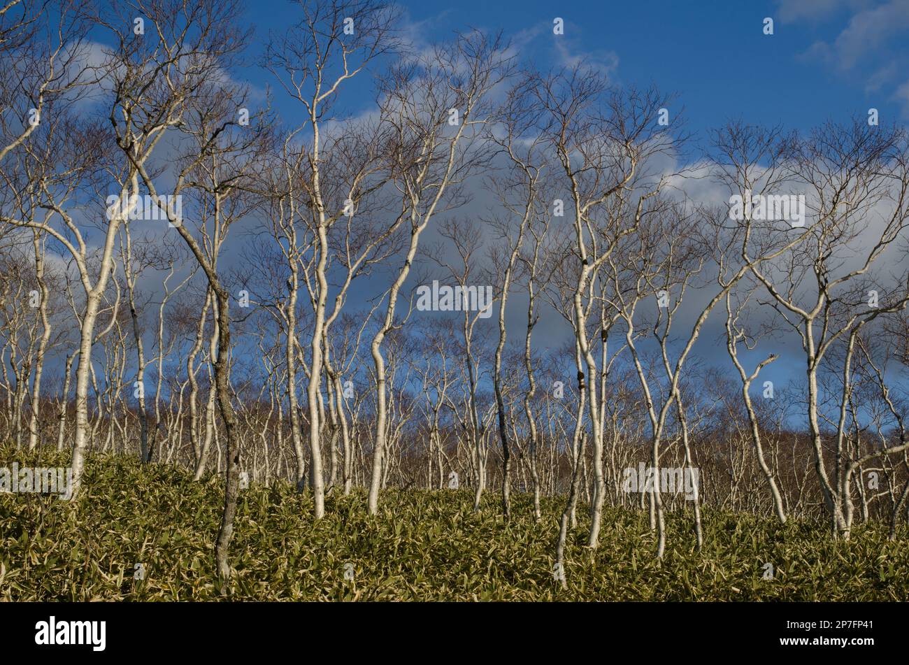 Betula platyphylla japonica hi-res stock photography and images - Alamy