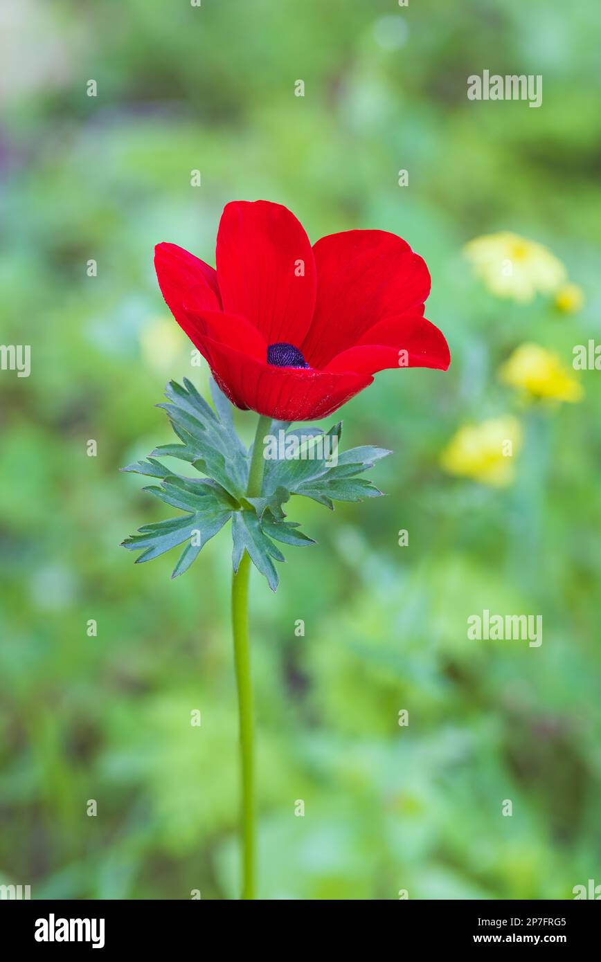 Israel spring flower red poppy hi-res stock photography and images - Alamy
