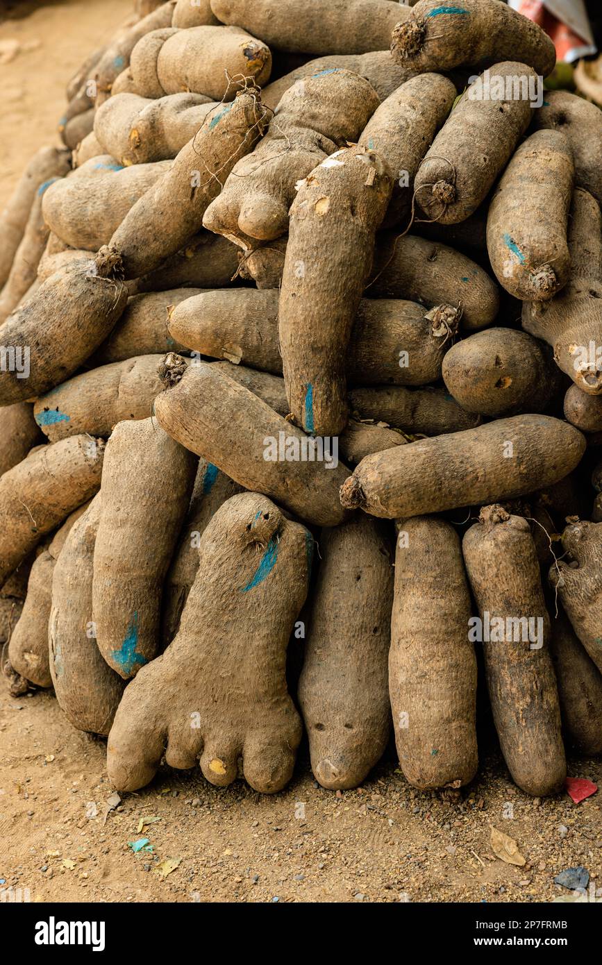 humorous photo of wonky veg a cassava tuber shaped like a foot is ...