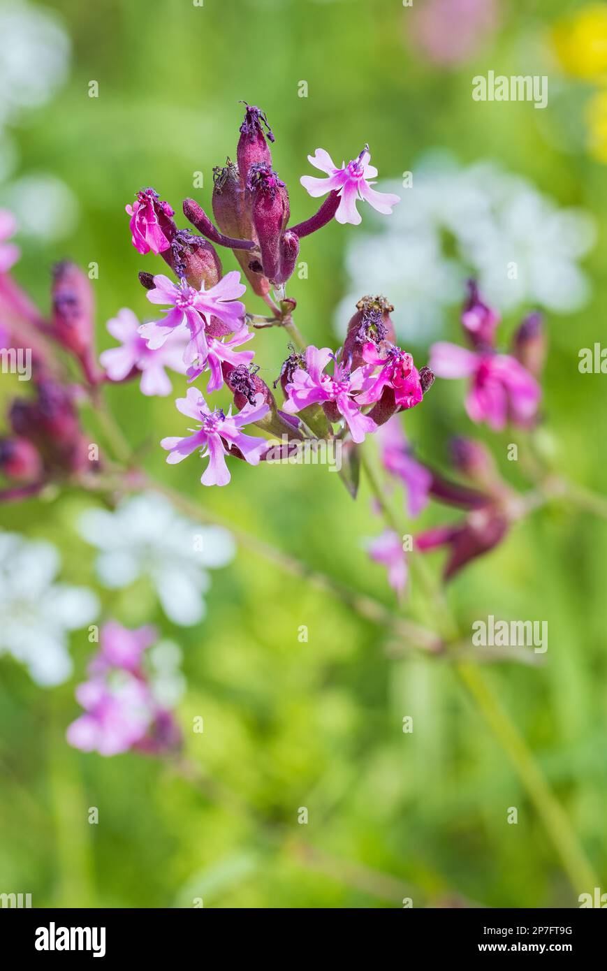 Purple wildflower plant close hi-res stock photography and images - Alamy