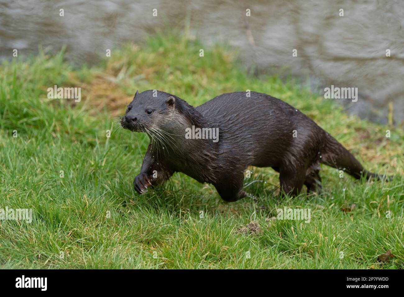Otter- Lutra lutra Stock Photo - Alamy
