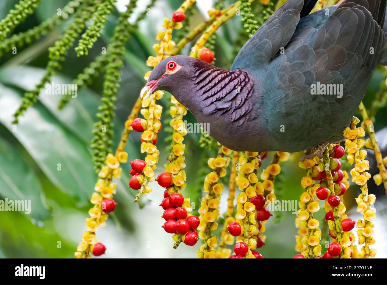 Beautiful Scaly Naped Pigeon eating red berries from a palm tree Stock ...