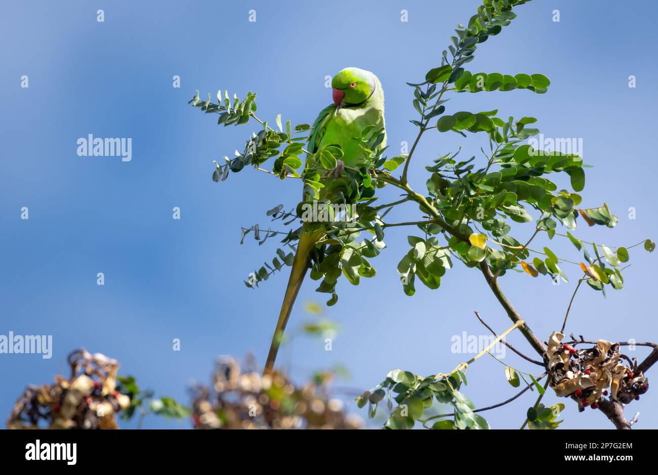 Barbados wildlife hi-res stock photography and images - Alamy
