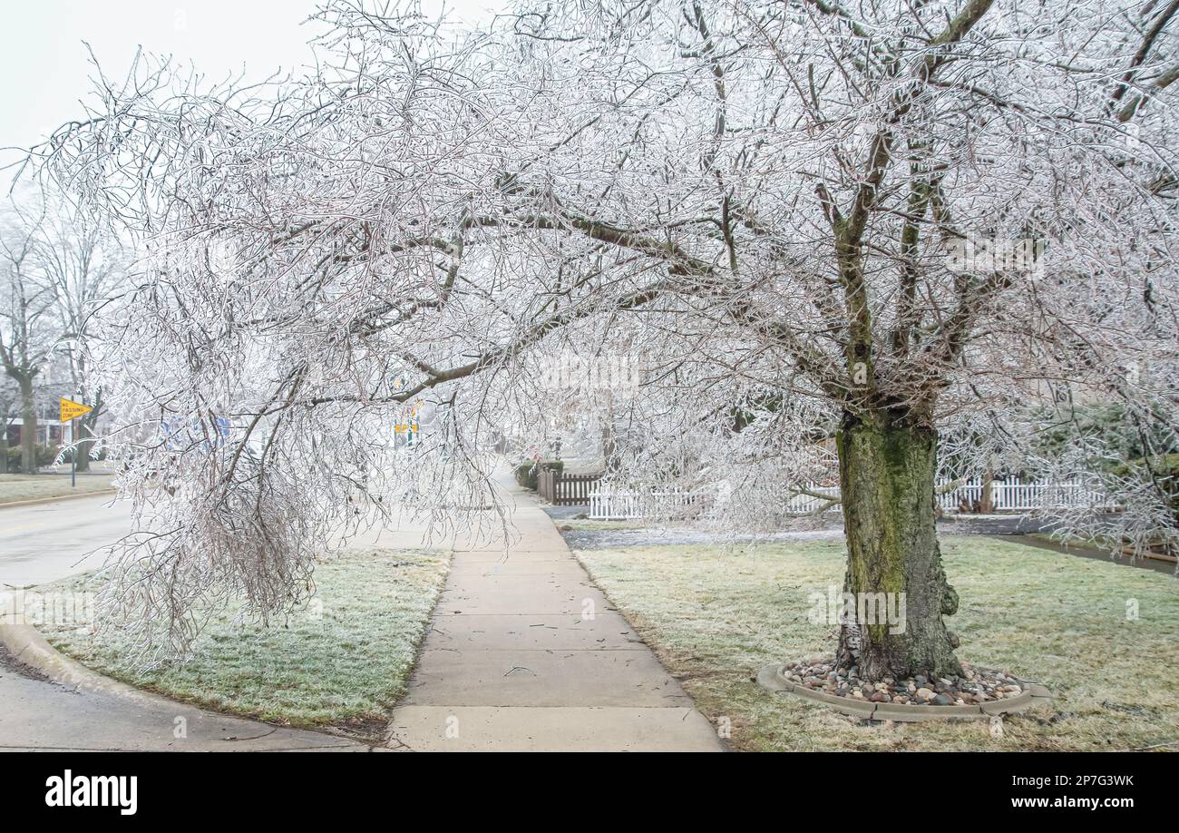 Feb 2023 winter ice storm covers trees and wires in Michigan Stock ...