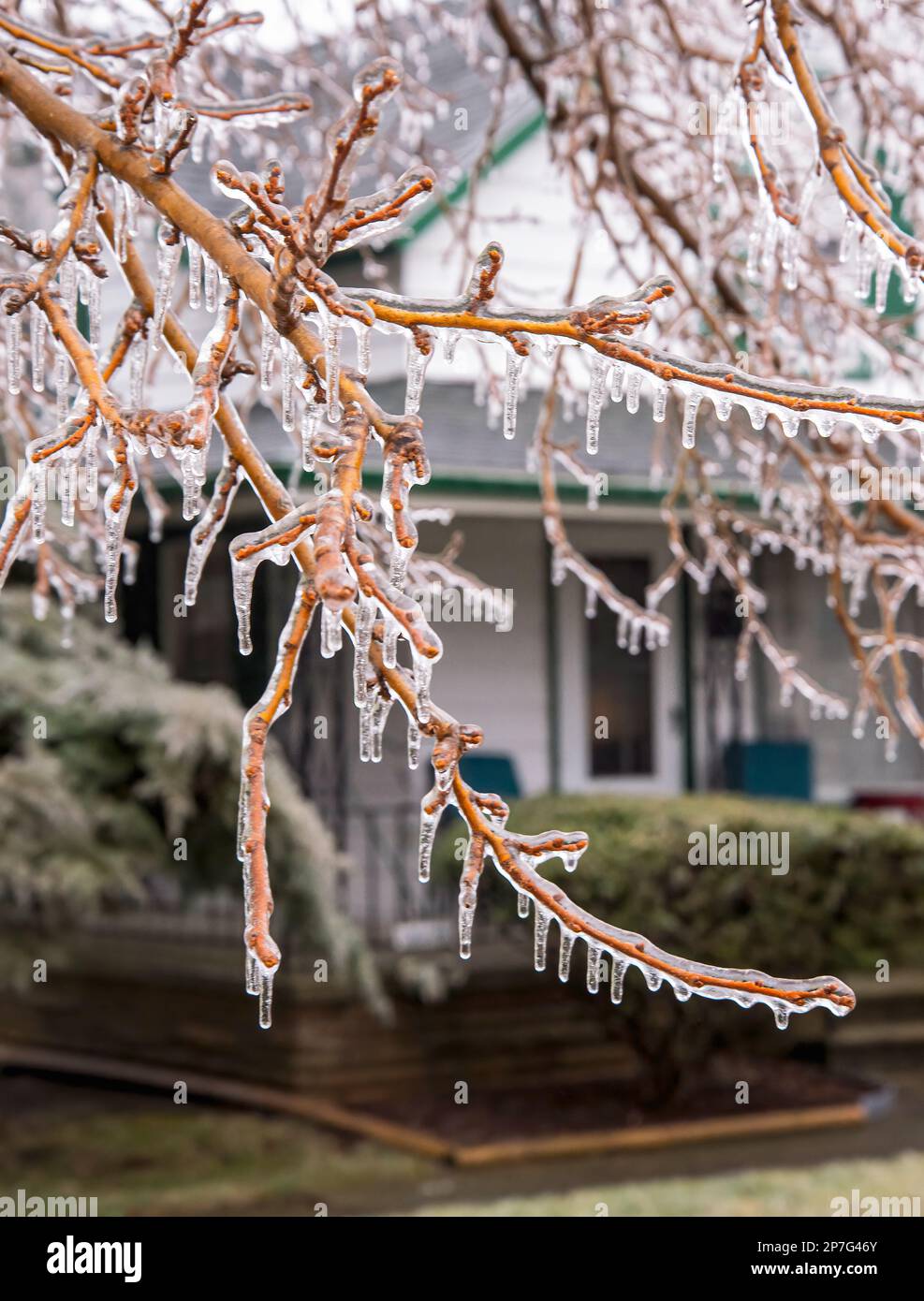 Feb 2023 winter ice storm covers trees and wires in Michigan Stock ...