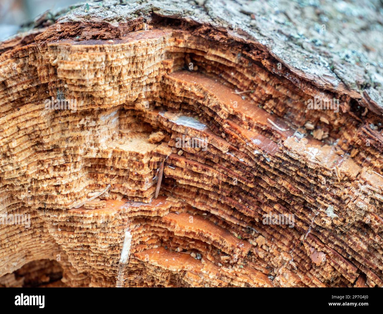 weathered cross section of fallen tree Stock Photo - Alamy