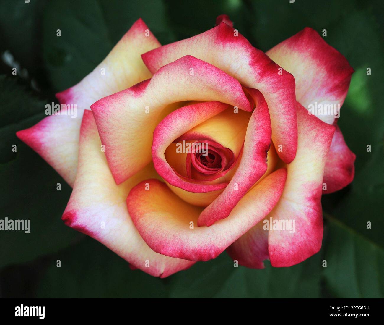 In this June 1, 2010 photo, a varietal rose bloom called "Dream Come ...