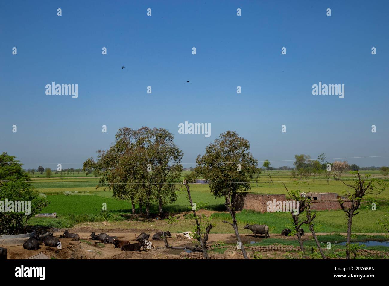 Countryside landscape. Pakistan. Beautiful typical countryside summer ...