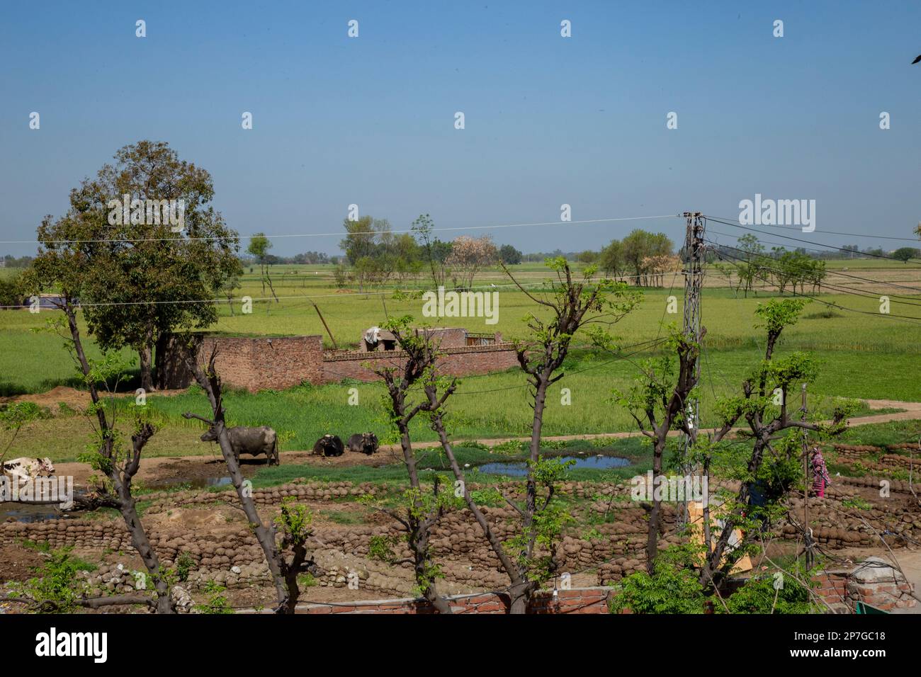 Countryside landscape. Pakistan. Beautiful typical countryside summer ...