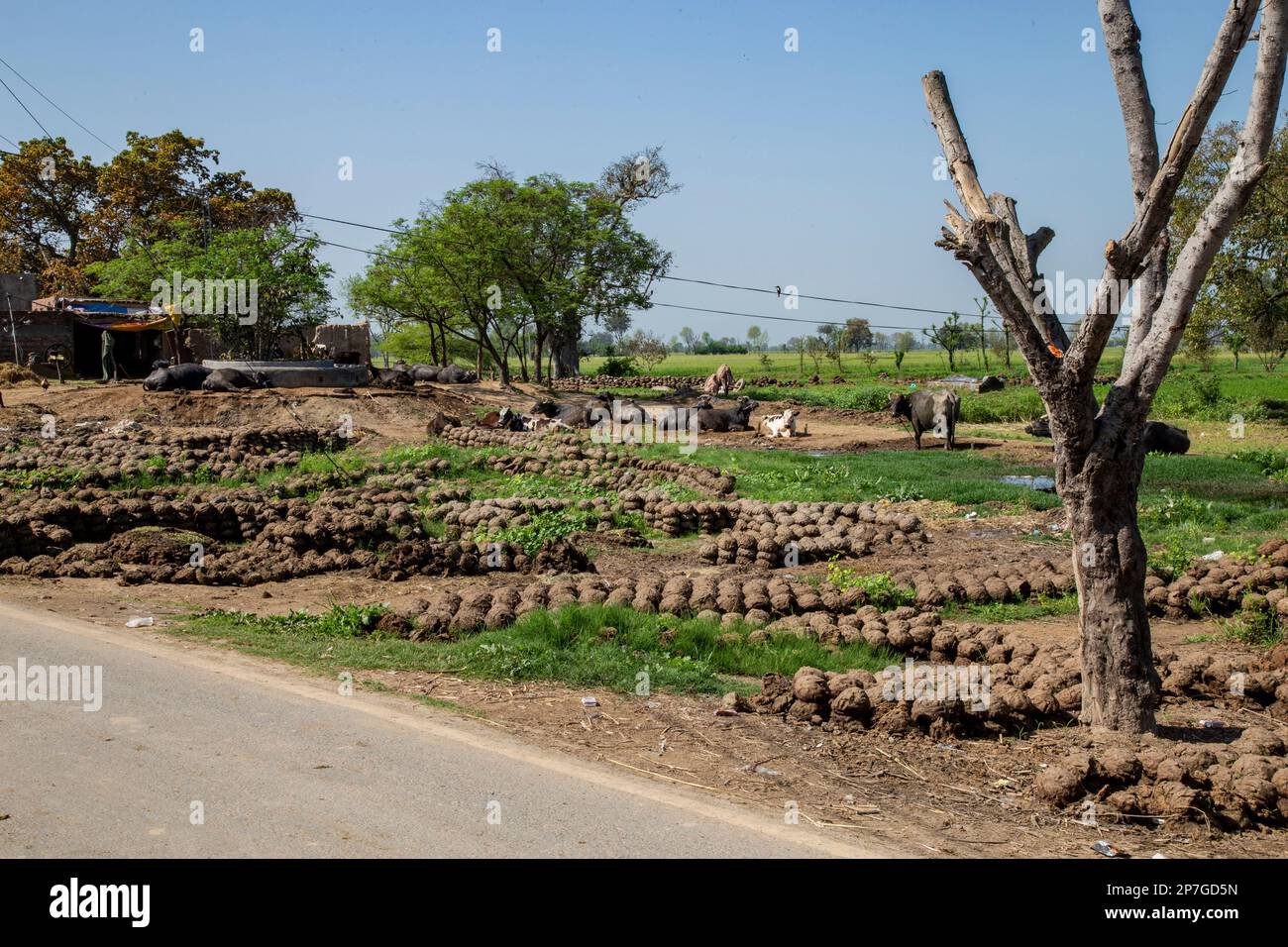 Countryside landscape. Pakistan. Beautiful typical countryside summer ...