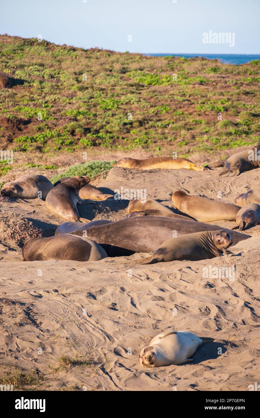 Big Sur's Sandy Beaches in Summer Stock Photo - Alamy