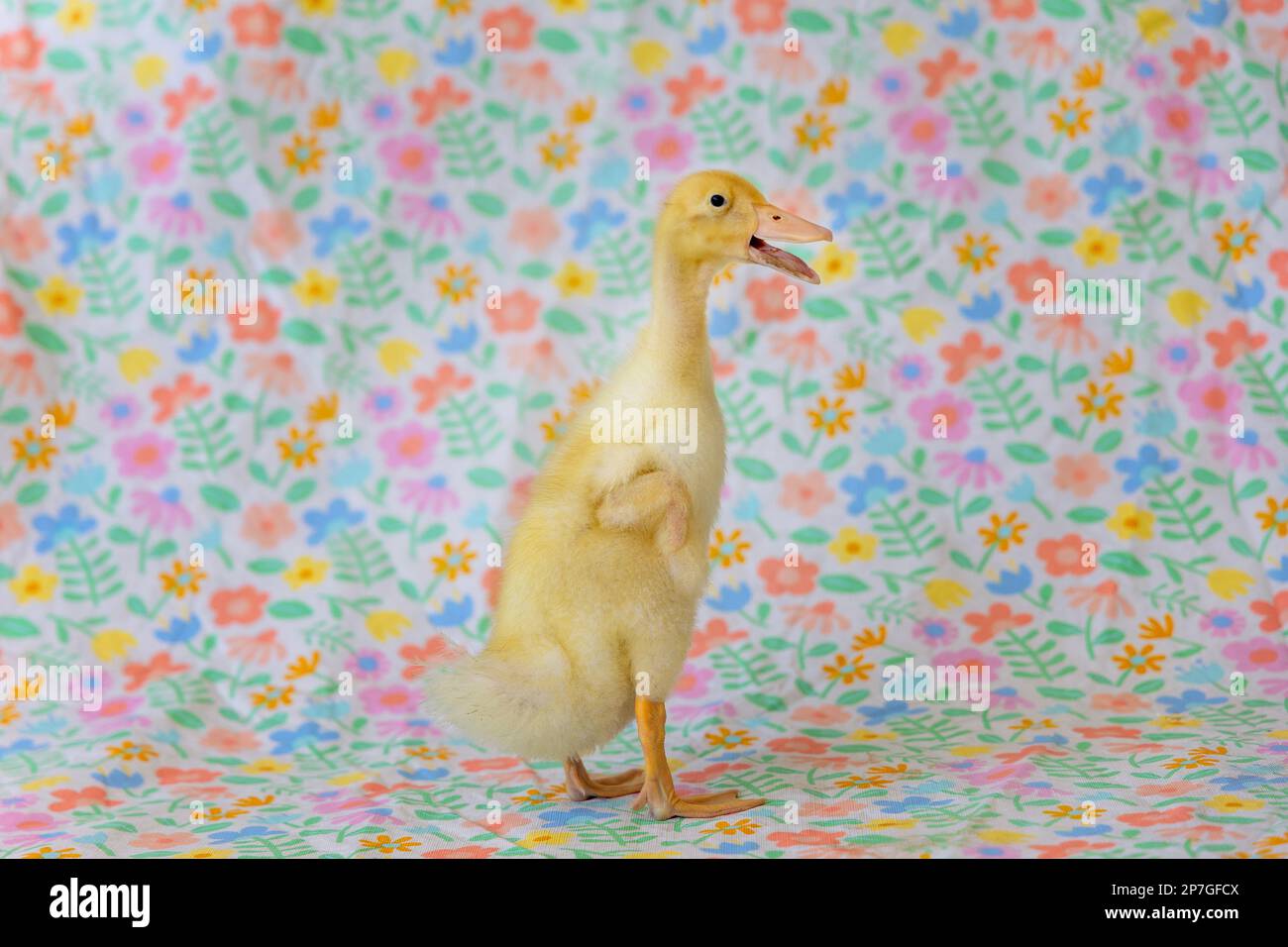 Baby duck on flowered backdrop Stock Photo - Alamy