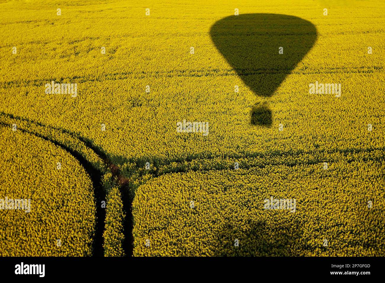 The silhouette of a hot-air balloon appears on a rape field near ...