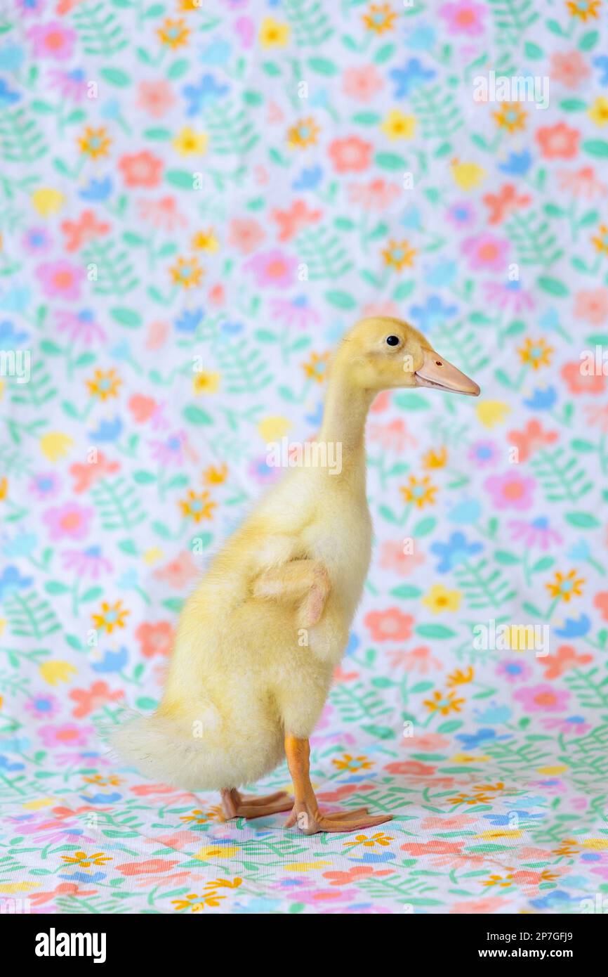 Baby duck on flowered backdrop Stock Photo - Alamy