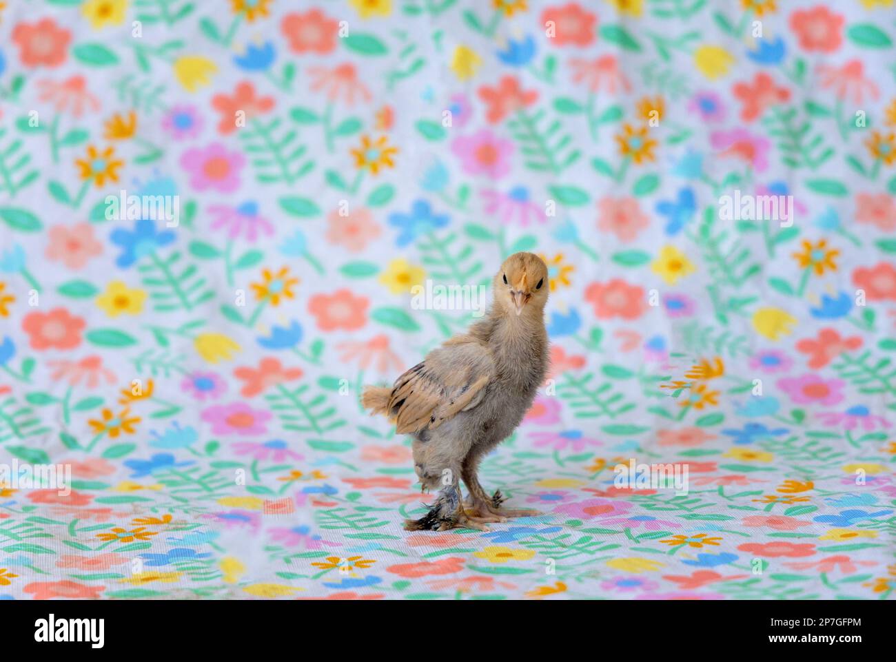 Baby chicken on flowered backdrop Stock Photo - Alamy