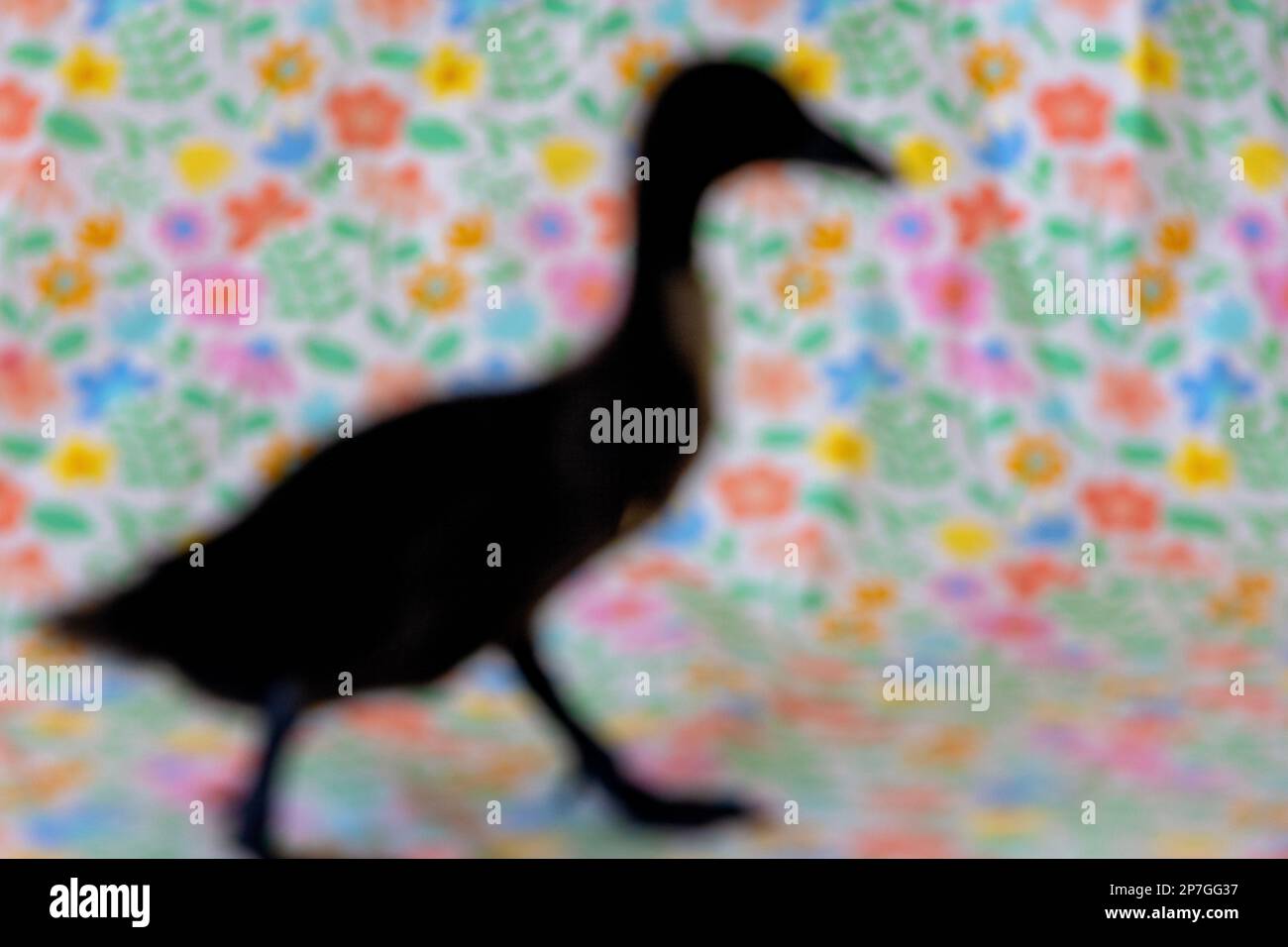 Baby duck on flowered backdrop Stock Photo - Alamy
