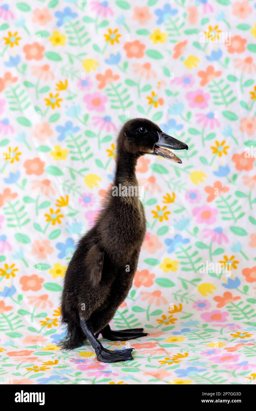 Baby duck on flowered backdrop Stock Photo - Alamy