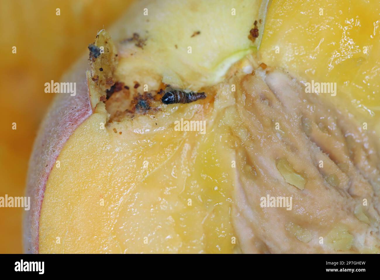 Peach moth larva hi-res stock photography and images - Alamy
