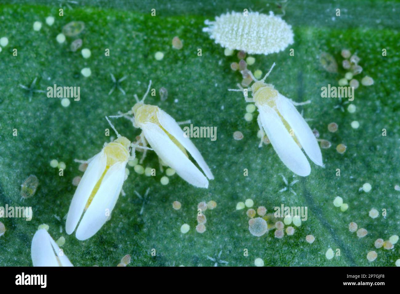 Cotton whitefly (Bemisia tabaci) adults, eggs and larvae on a leaf ...