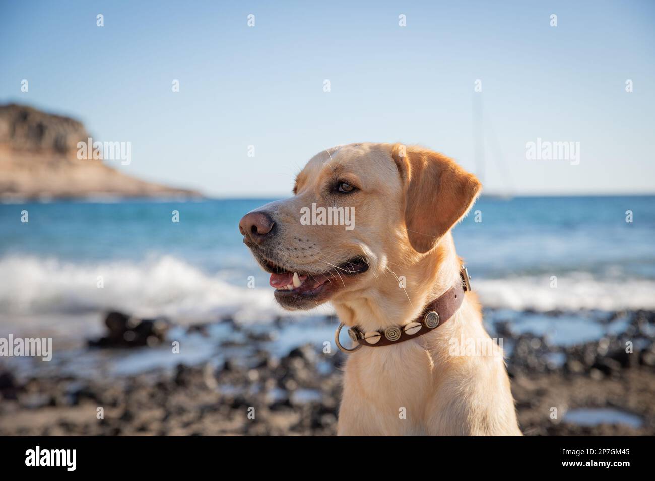 Portrait of a labrador retriever at the beach, copy space on the left ...