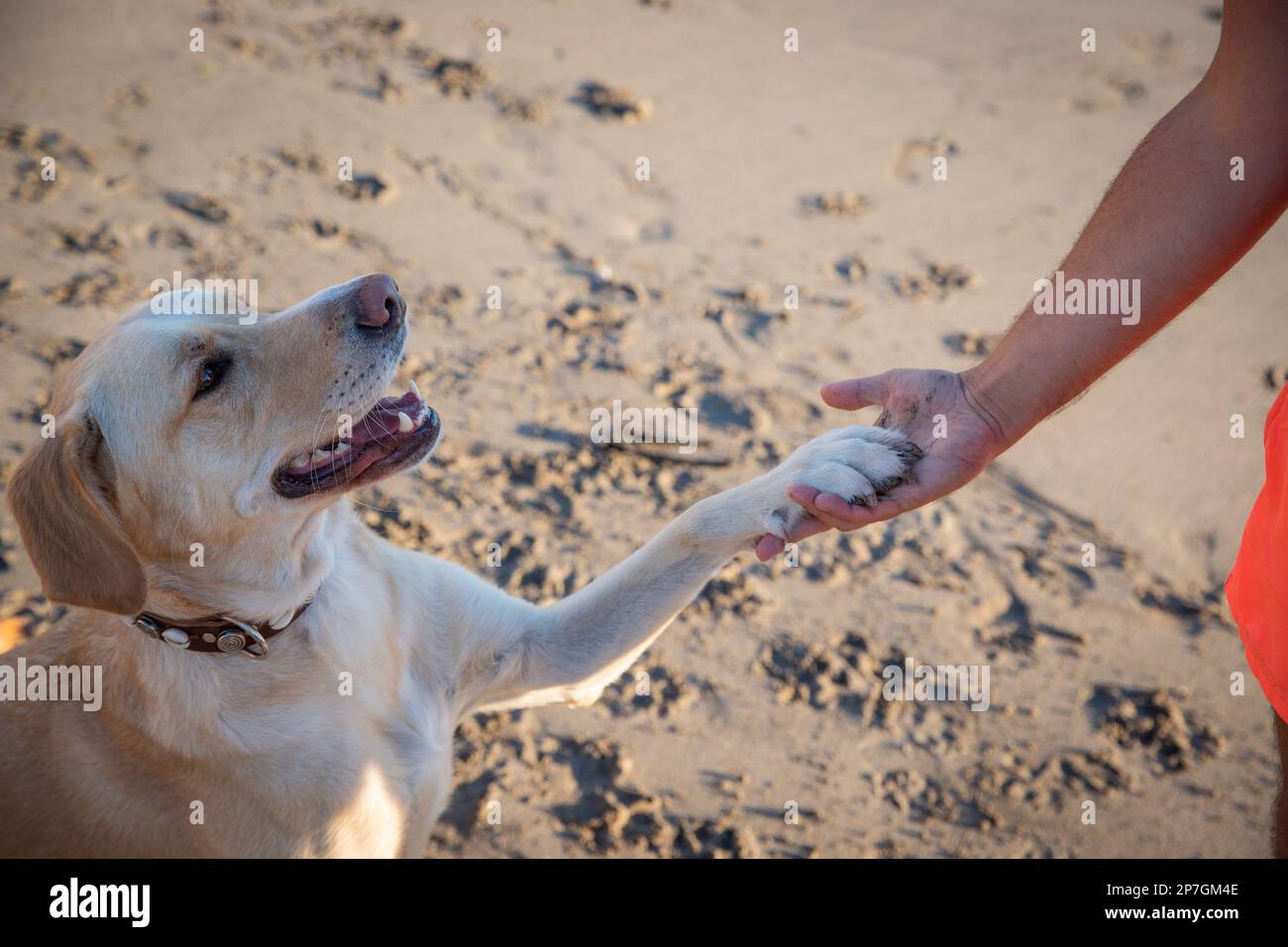 A labrador retriever paws at his master at the beach, photo with copy ...