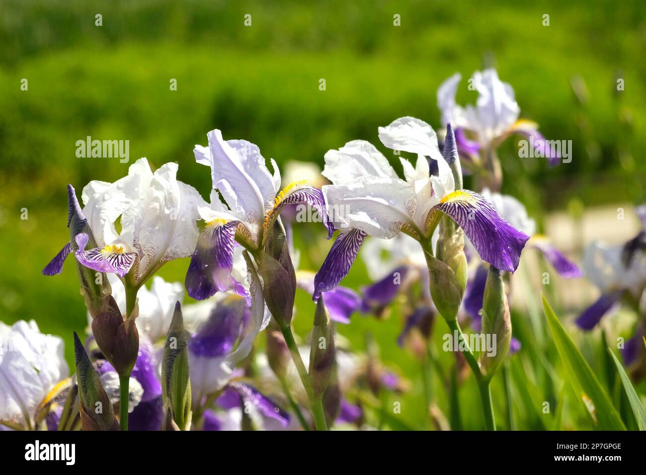 Dwarf iris germanica hi-res stock photography and images - Alamy