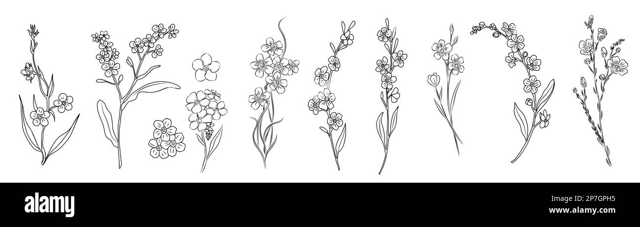 Set of Forget me not flower line art vector Stock Vector Image & Art ...