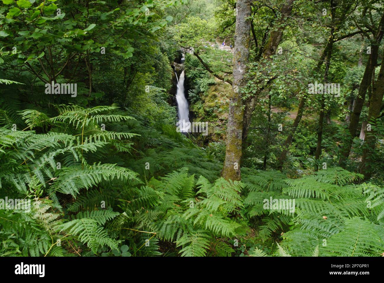 England, Cumbria, Lake District National Park. Aira Force is a powerful ...
