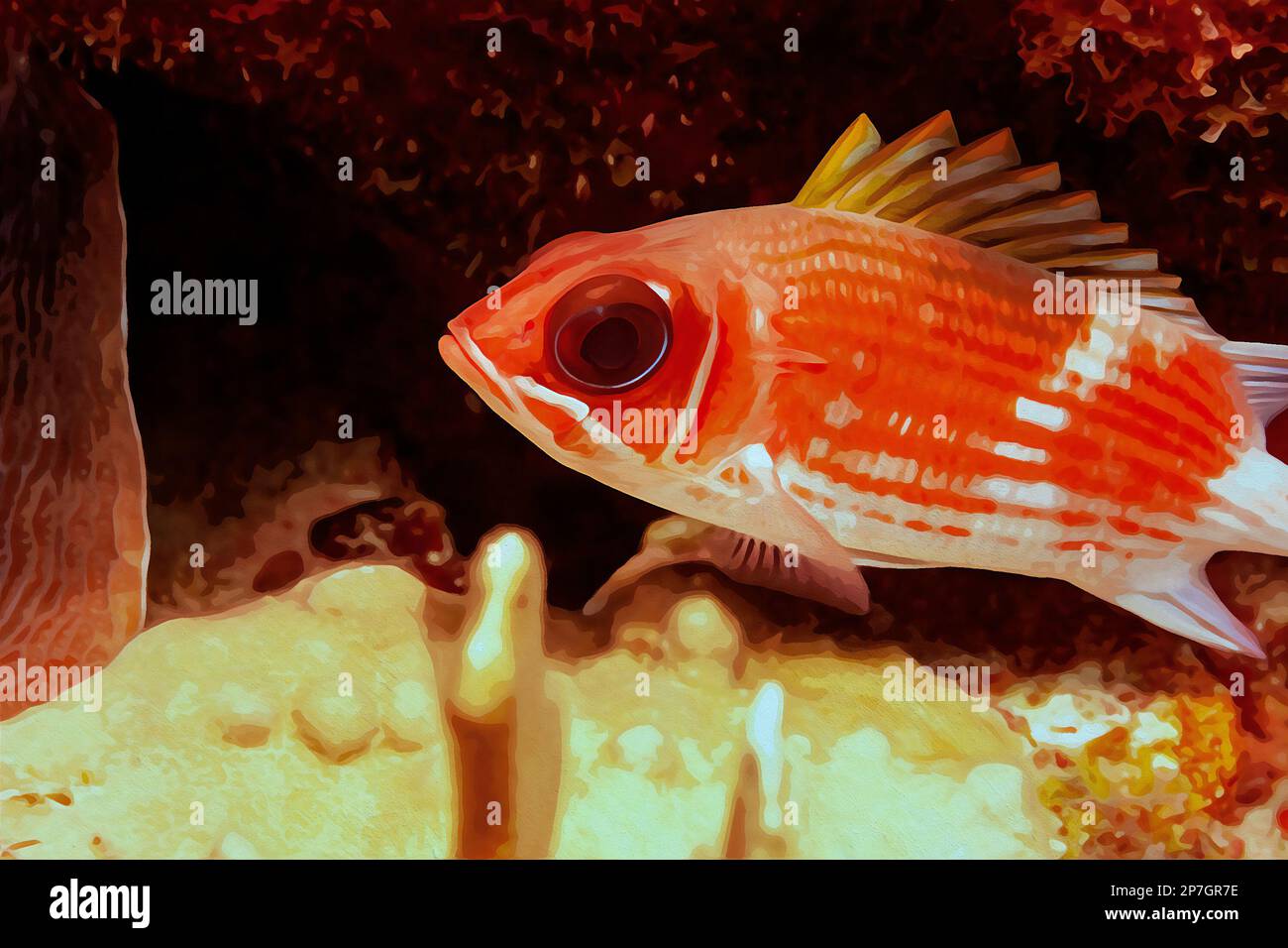 Squirrelfish holocentrus adscensionis fish hi-res stock photography and images - Alamy
