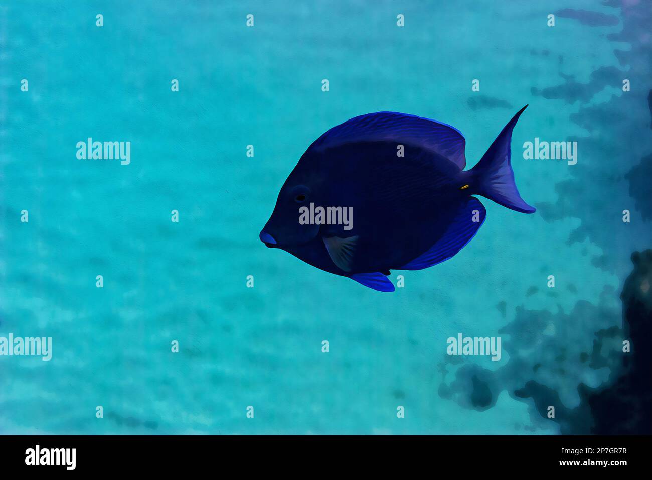 Digitally created watercolor painting of Blue tang surgeonfish ...