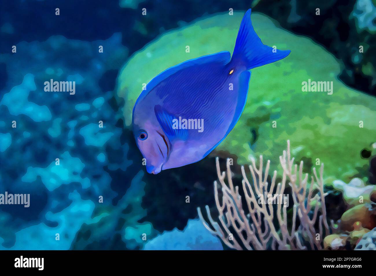 Digitally created watercolor painting of Blue tang surgeonfish ...