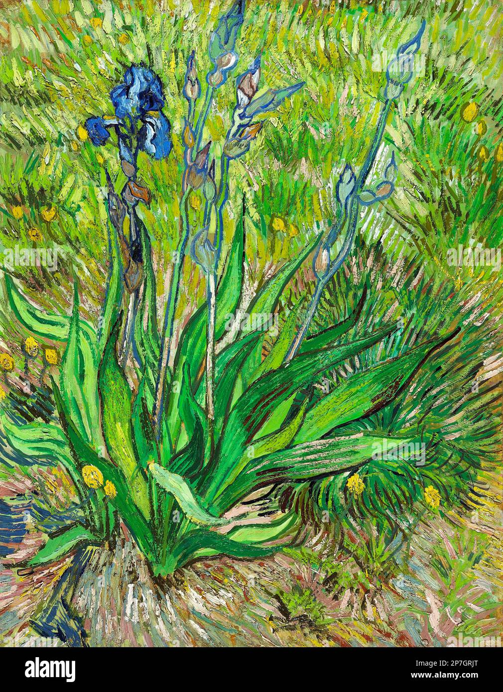 Iris by Vincent van Gogh (1853-1890), oil on thinned cardboard mounted ...