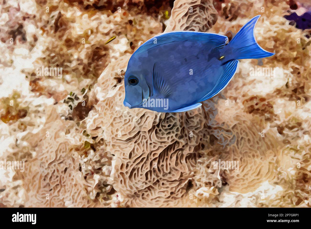 Digitally created watercolor painting of Blue tang surgeonfish ...