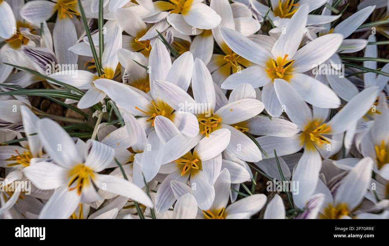 White crocuses. flowers in a flower bed in spring blooming in the sun ...