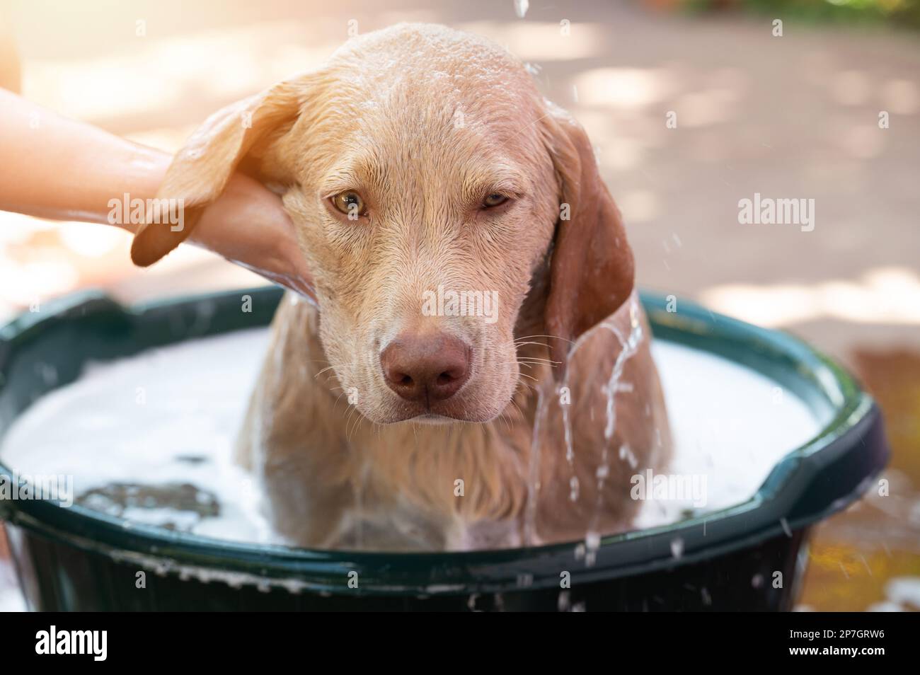 Cute labrador puppy take shower in bath on blurred sunny background ...