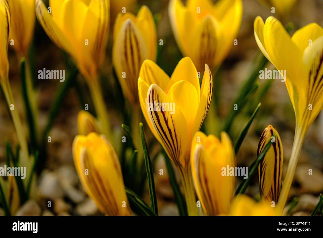 Yellow crocus flowers in a flowerbed at springtime blooming in the sun ...