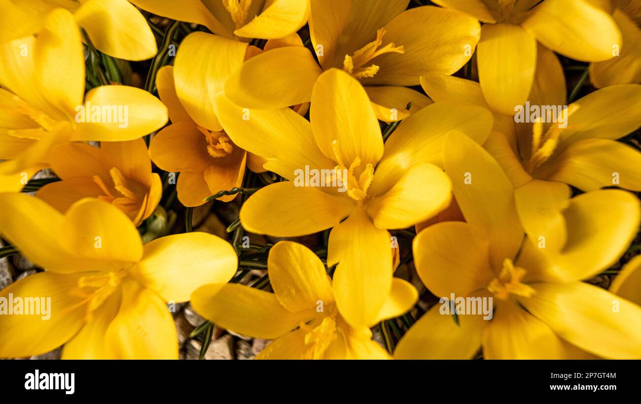 Yellow crocus flowers in a flowerbed at springtime blooming in the sun ...