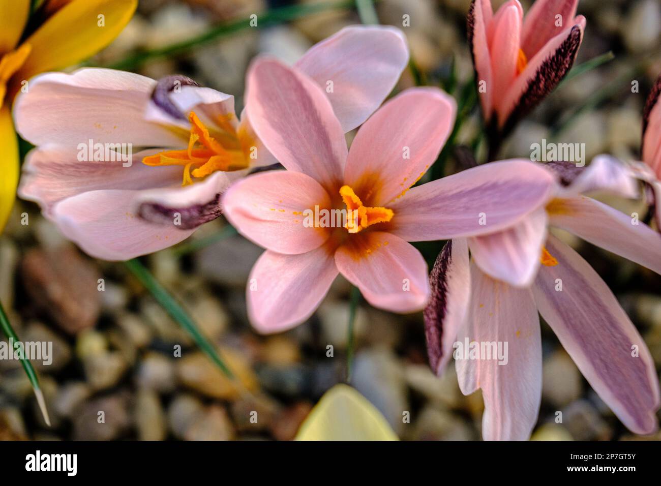 A rare crocus. Pink crocus, hybrid. flowers in a flower bed in spring ...