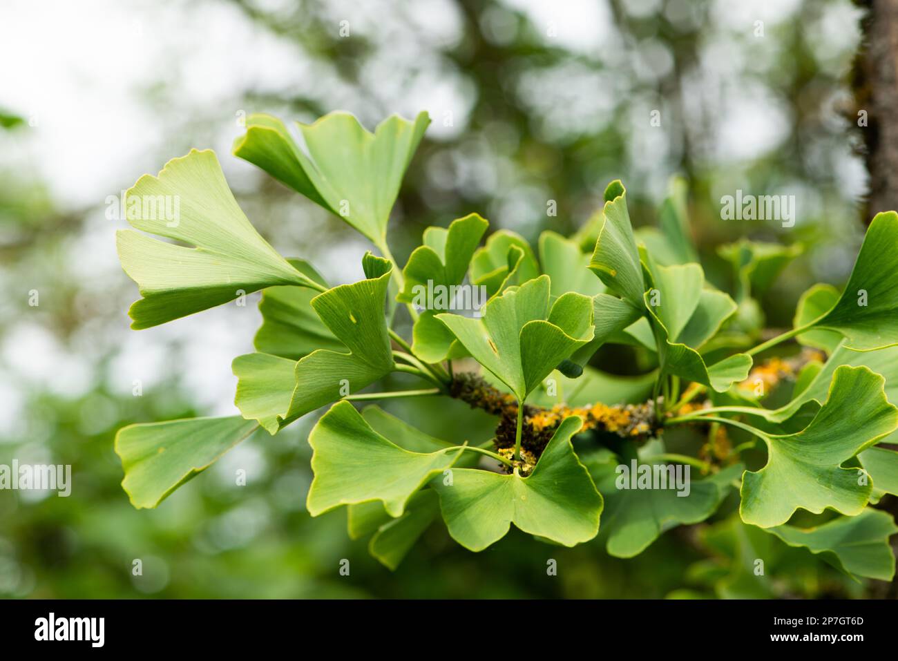Ginko tree hi-res stock photography and images - Alamy