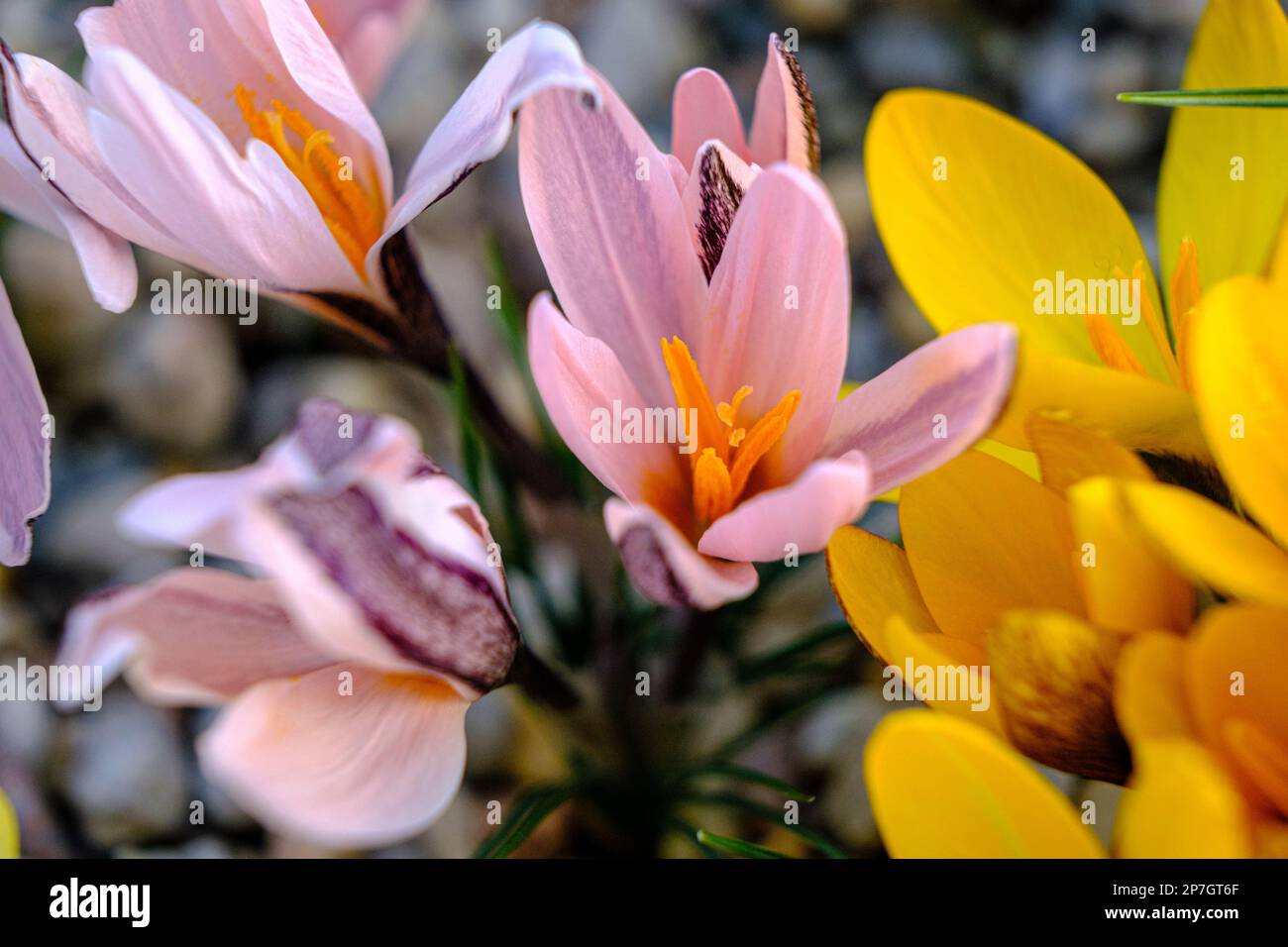 A rare crocus. Pink crocus, hybrid. flowers in a flower bed in spring ...